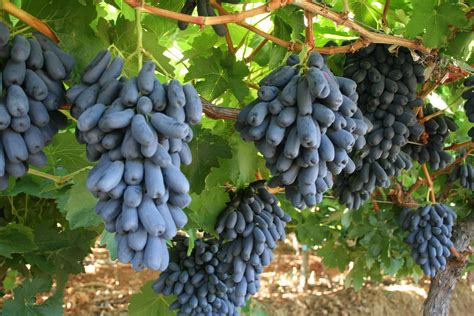 We are planting 136 hectares of vineyards in 2016 | ASV Farms