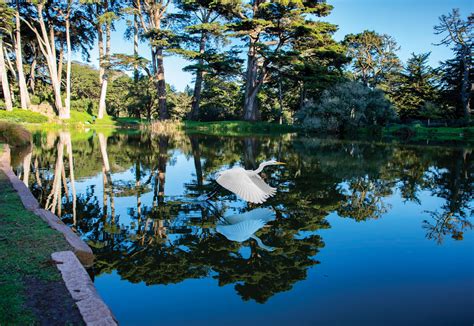 Golden Gate Park Logo Golden Gate Park Meyer Sound