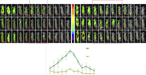 Qualitative Biodistribution Analysis Using In Vivo Imaging In Gastric