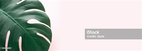 몬스타 잎 배경 파노라마입니다 파스텔 배경에 열대 정글 야자수 잎 공간을 복사합니다 여름 최소한의 배경 평면 평신도 위에서보기 0명에 대한 스톡 사진 및 기타 이미지