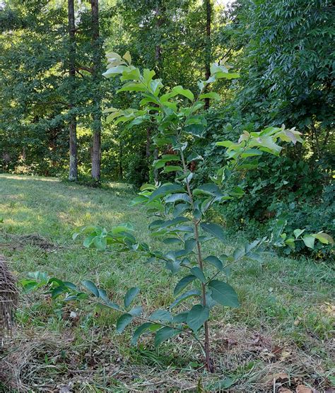 Persimmon Seedlings Now What General Fruit Growing Growing Fruit