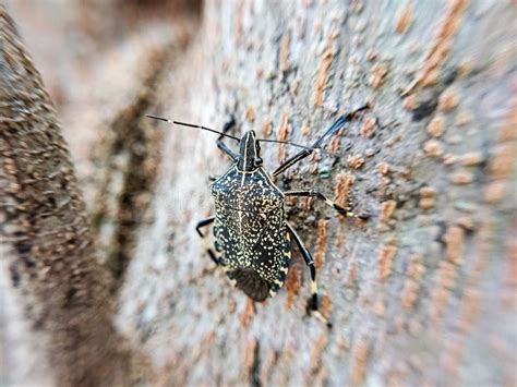 Yellow Spotted Stink Bug On The Tree Trunk Stock Image Image Of Small Spiderweb 369596787