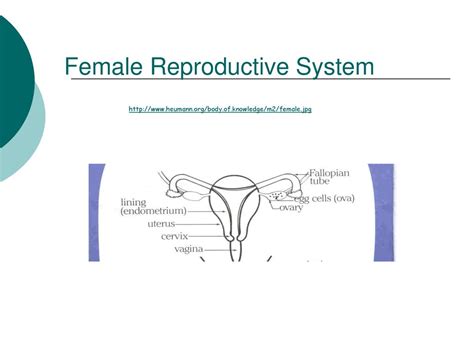 Reproduction. - ppt download