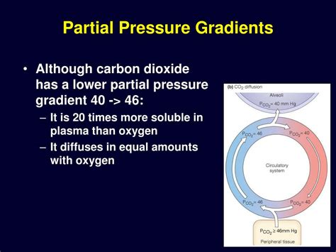 Ppt Respiratory System Powerpoint Presentation Free Download Id