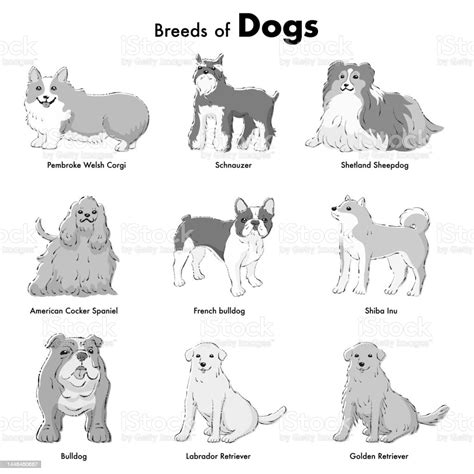 간단하고 귀여운 인기 개 품종 손으로 그린 선 그리기 벡터 일러스트 레이 션 세트 슈나우저에 대한 스톡 벡터 아트 및 기타