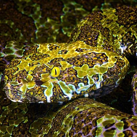 Reptiles The Mangshan Viper Protobothrops Facebook