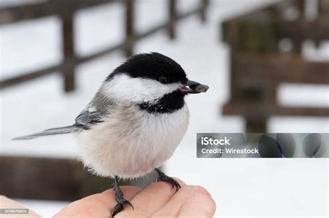 검은 모자를 쓴 병아리 새는 부리에 해바라기 씨가있는 사람의 손에 자리 잡고 있습니다 눈 냉동상태의 물에 대한 스톡 사진 및