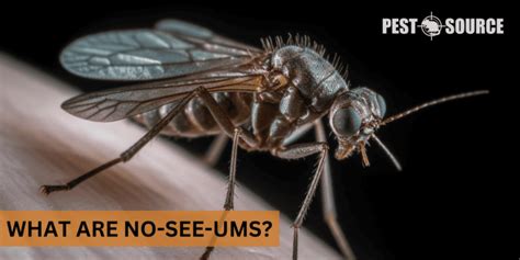 What Are No See Ums Appearance Behavior Bites Control