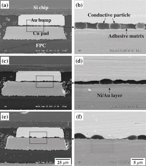 Cross Sectional Views Of The As Bonded Corner ACF Joints No In Fig Download Scientific
