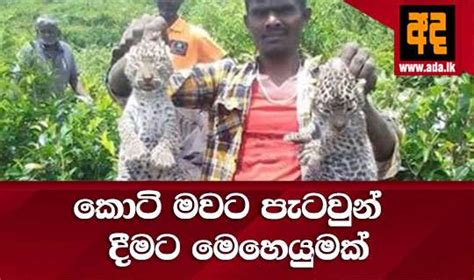 කොටි මවට පැටවුන් දෙදෙනා බේරා ගැනීමට මෙහෙයුමක් Ada Online