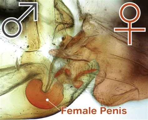 Cave Creature Genitalia Other Weird Discoveries Net Ig Nobels The Scientist