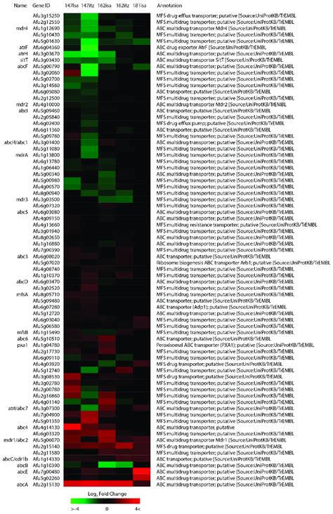 Membrane Transporters Associated With Multidrug Efflux Heatmap Showing
