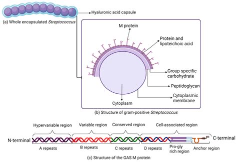 Streptococcus Pyogenes Morphology Pathogenesis Treatment Biology Notes Online