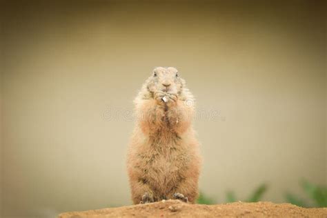 A Gopher Eating Fruit In Its Habitat Stock Image Image Of Textile Fruit 278300961