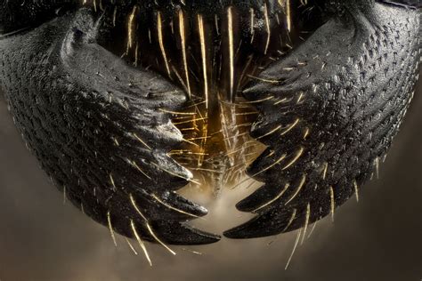 Focus Stacked Image Of Black And Red Ant Mandibles This Is A Focus