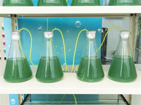 A Novel Photobioreactor For Low Cost Microalgae Cultivation Brevel Project Results In Brief