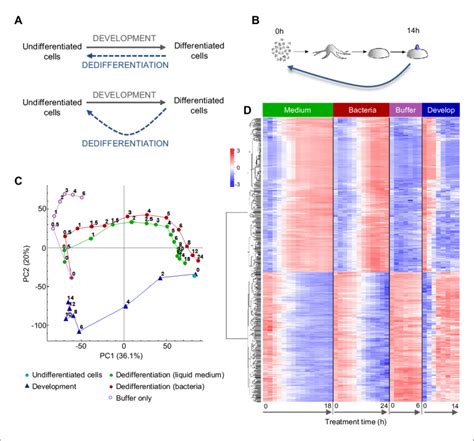 comparing the gene expression trajectories of dedifferentiation and