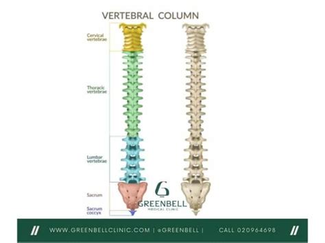 Thoracic Spine Function Anatomy Key Roles Explained Greenbell Clinic