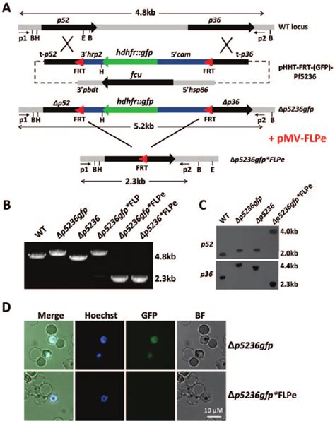 Flpe Mediated Excision Of Resistance Markers From Pfalciparum Gene