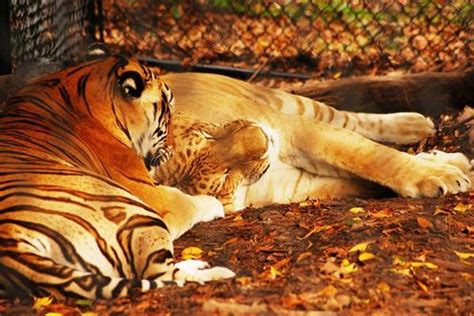 Ligers In The Wild