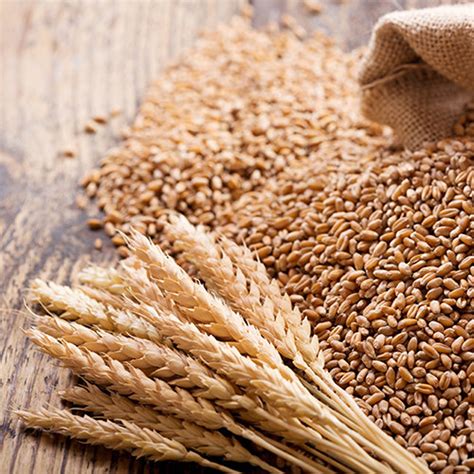 Wheat Seeds Organic Wheat Seed Nature Jims Wheat Seeds 16 Etsy