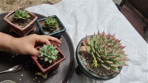 다육이키우기작은 창다육큰 얼굴만들기 Youtube