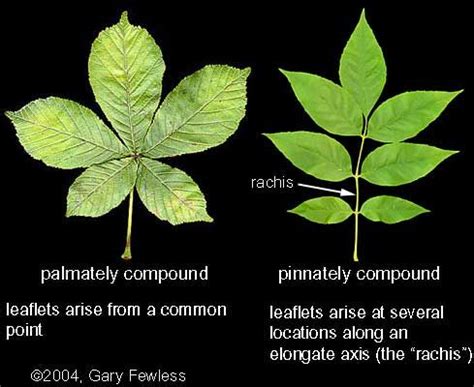 Types Of Compound Leaves For Home Decor