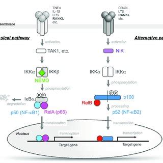 Two different NF κB signaling pathways The classic canonical pathway