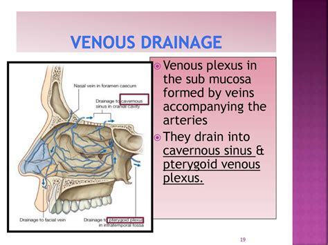 Anatomy Of The Nose And Olfactory Nerve Ppt Download