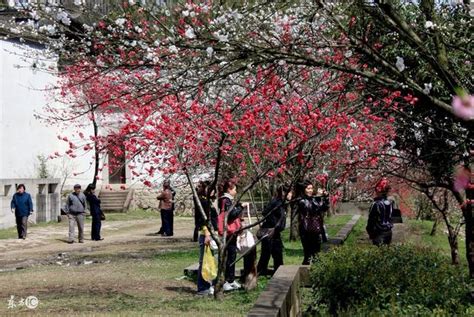 投資龍泉 共享未來 成都龍泉驛區簽約8338億元 每日頭條