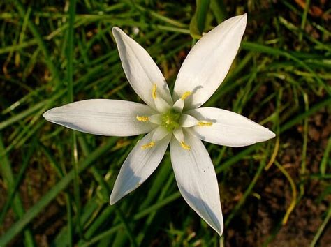 Angiosperm Monocot Examples