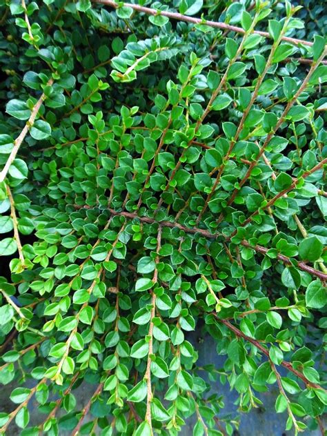 Cotoneaster Horizontalis
