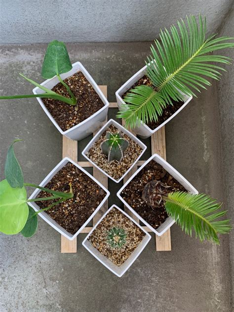 ソテツとモンステラの植え替え ニワトリの野望