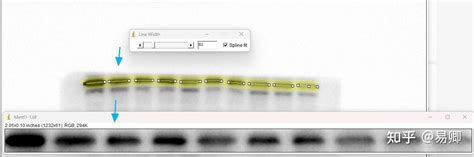 一文读懂！image J与wb图像的处理与分析 知乎