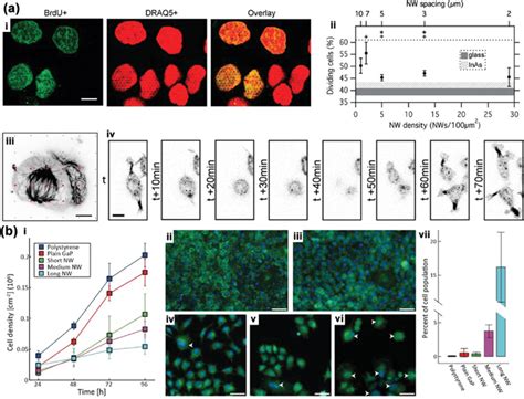 cell proliferation on the nanoneedle arrays a cell division on inas