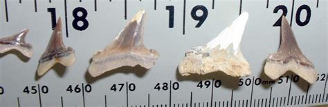 Cretoxyrhina Mantelli Multiple Labial Kampranch Southdentonco  Member Collections The