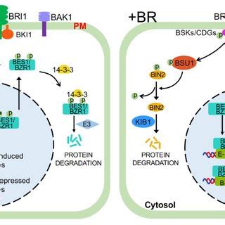 Pdf Regulation Of Three Key Kinases Of Brassinosteroid Signaling Pathway