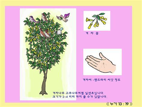 겨자씨비유 누룩의비유 네이버 블로그