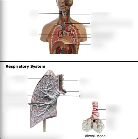 Lab 3 Respiratory System Diagram Quizlet