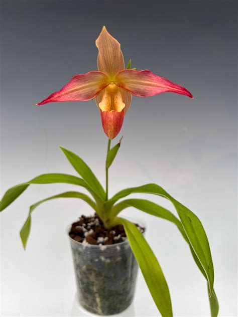 Phrag Qf Pupule Eric Young Mont Millais 4n X Twilight Orchidweb