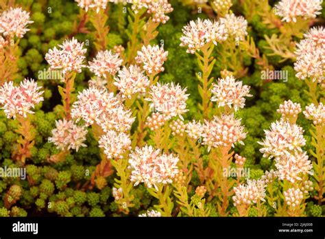 Sedum Lydium Flowers Close Up Stock Photo Alamy