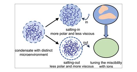 Ionic Effect On The Microenvironment Of Biomolecular Condensates