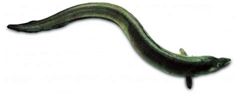 Aal Konger Zeepaling Conger Conger • Gastropedia