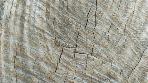Premium Photo Abstract Tree Core Texture Background