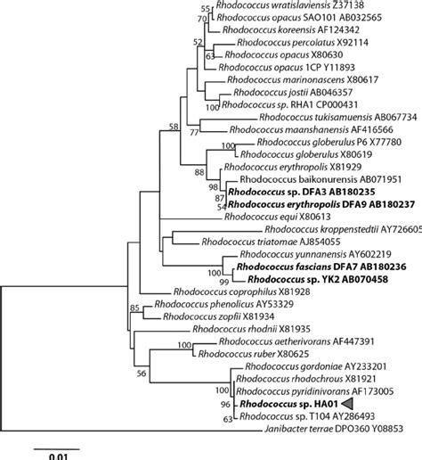 Dendrogram Showing The Relationship Of The Nearly Complete 16s Rrna Download Scientific Diagram