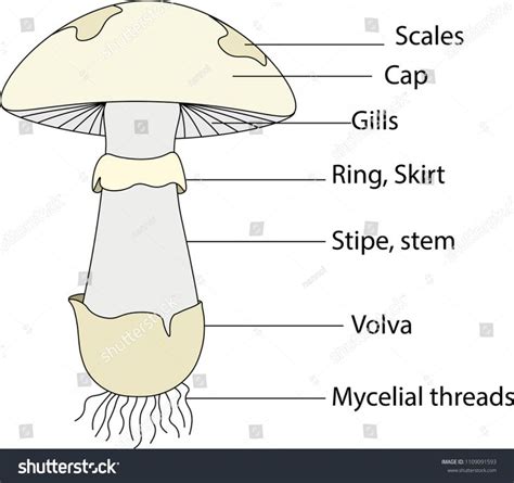 Structure Of Mushroomstructuremushroom Stuffed Mushrooms Mushroom