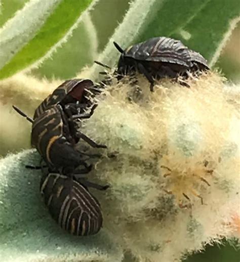 Unknown Insect Cluster Bugguidenet