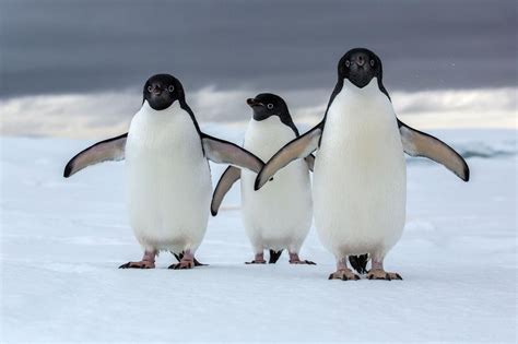 南極のアデリーペンギン写真7点 Line Of Penguins Two Penguins On Snow Two Penguins