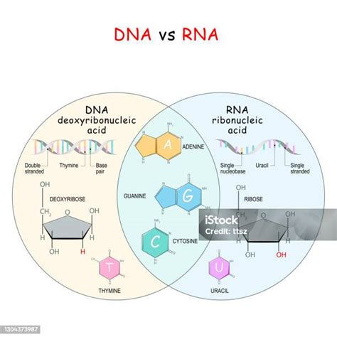 Dna And Rna Comparison And Difference Stock Illustration Download