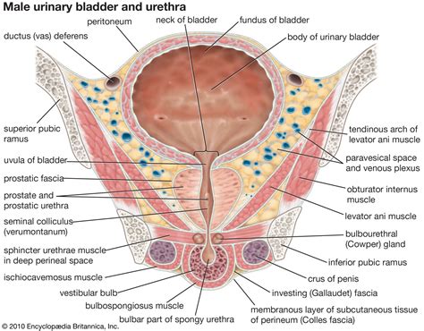 Prostate Gland Anatomy And Function Britannica